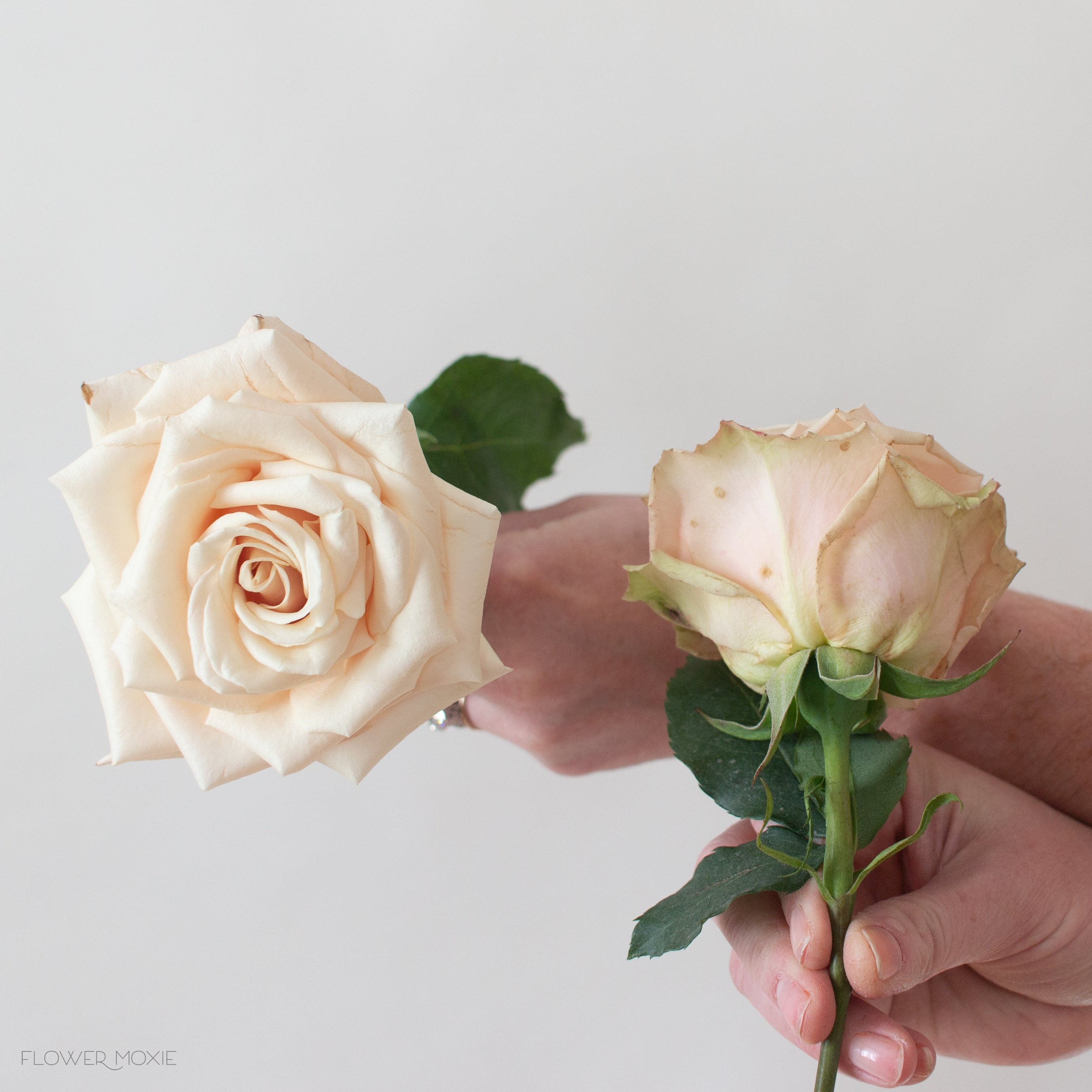Beige Roses | Fresh DIY Wedding Flowers | Flower Moxie