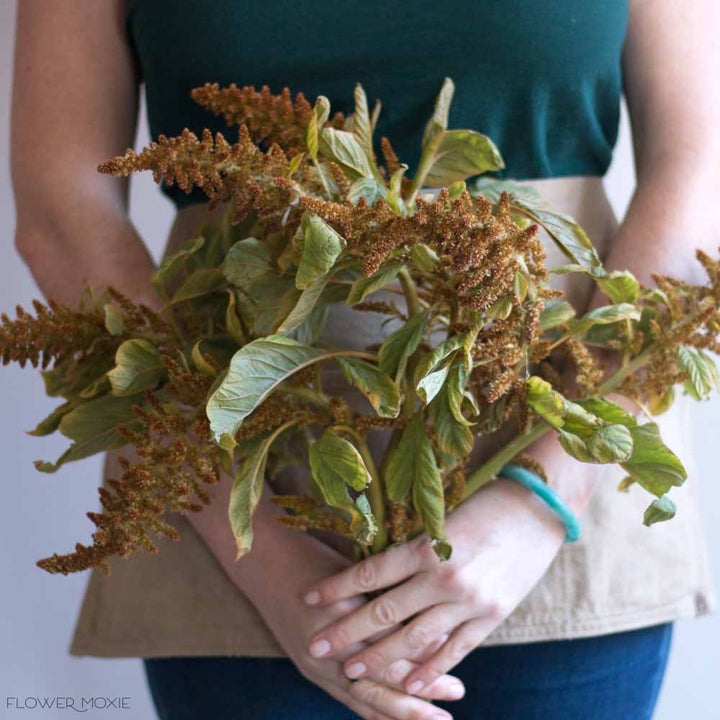 Golden Upright Amaranthus Flower | DIY Weddings | Flower Moxie