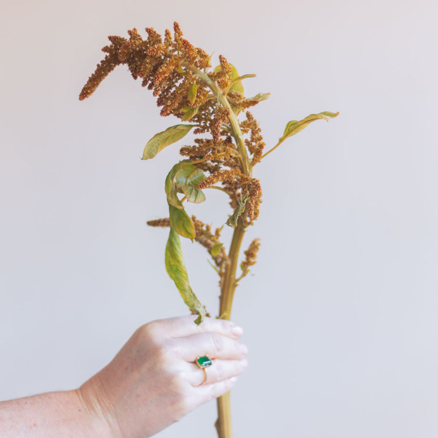 Golden Upright Amaranthus Flower | DIY Weddings | Flower Moxie