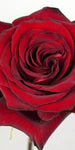 Black Magic or Black Pearl Red Rose | Fresh DIY Wedding Flowers ...