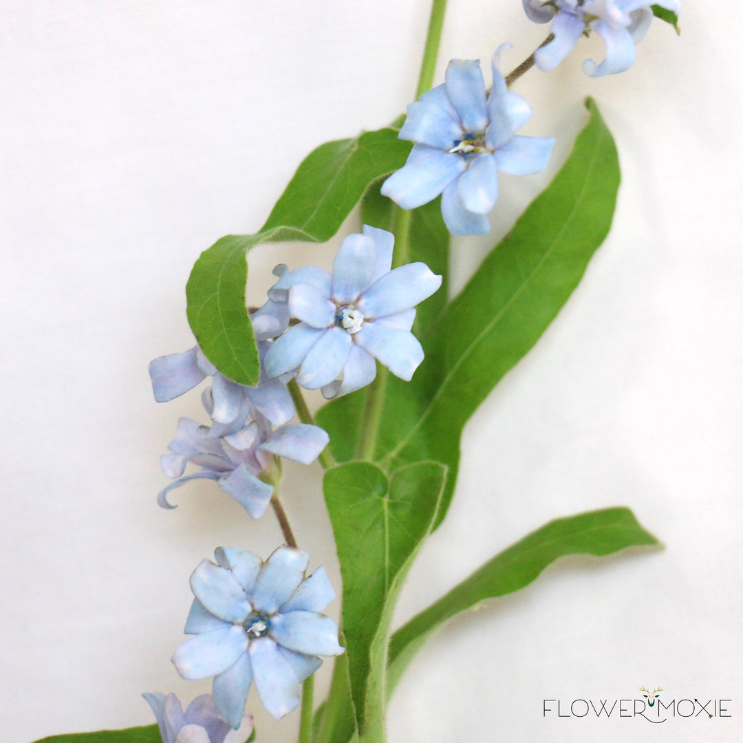 Blue Tweedia Flower | DIY Wedding Flowers | Flower Moxie