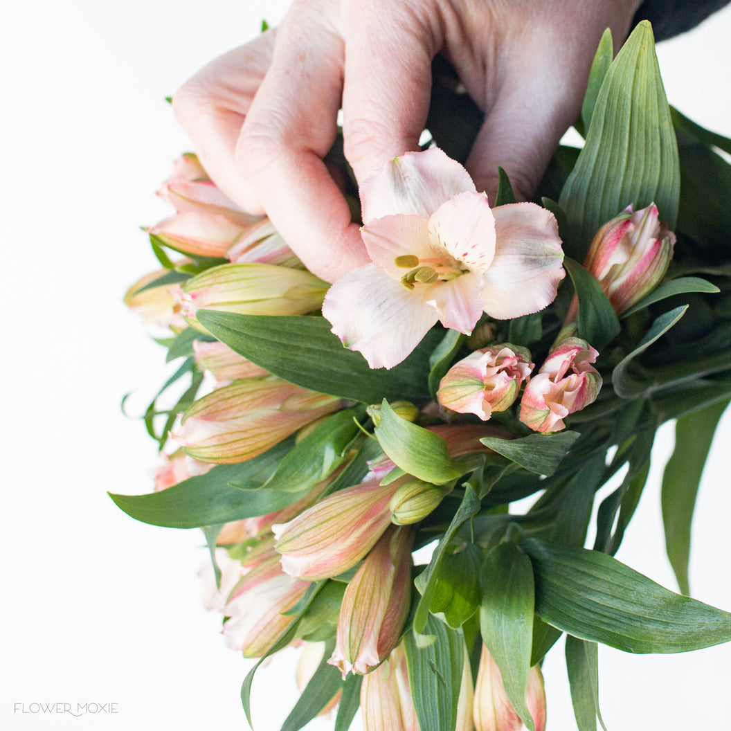 Alstroemeria Flowers | Bulk DIY Wedding Flowers | Flower Moxie