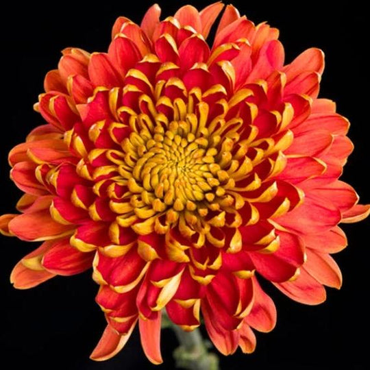 Orange Cremone Flower | DIY Wedding Flowers | Flower Moxie