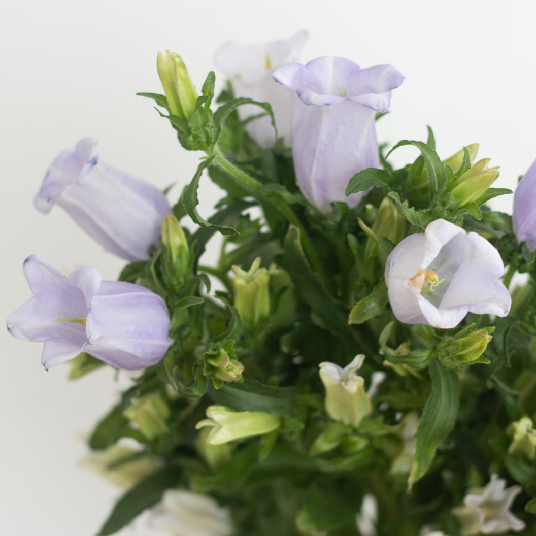 Campanula – Flower Moxie