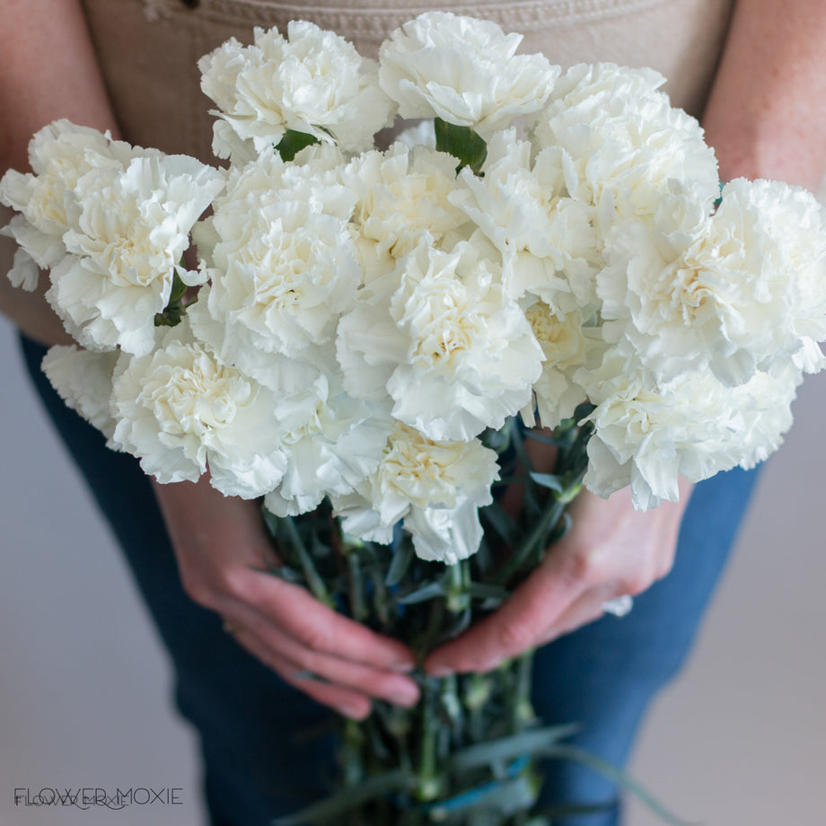Carnations | Bulk Fresh Wedding Flowers Online – Flower Moxie