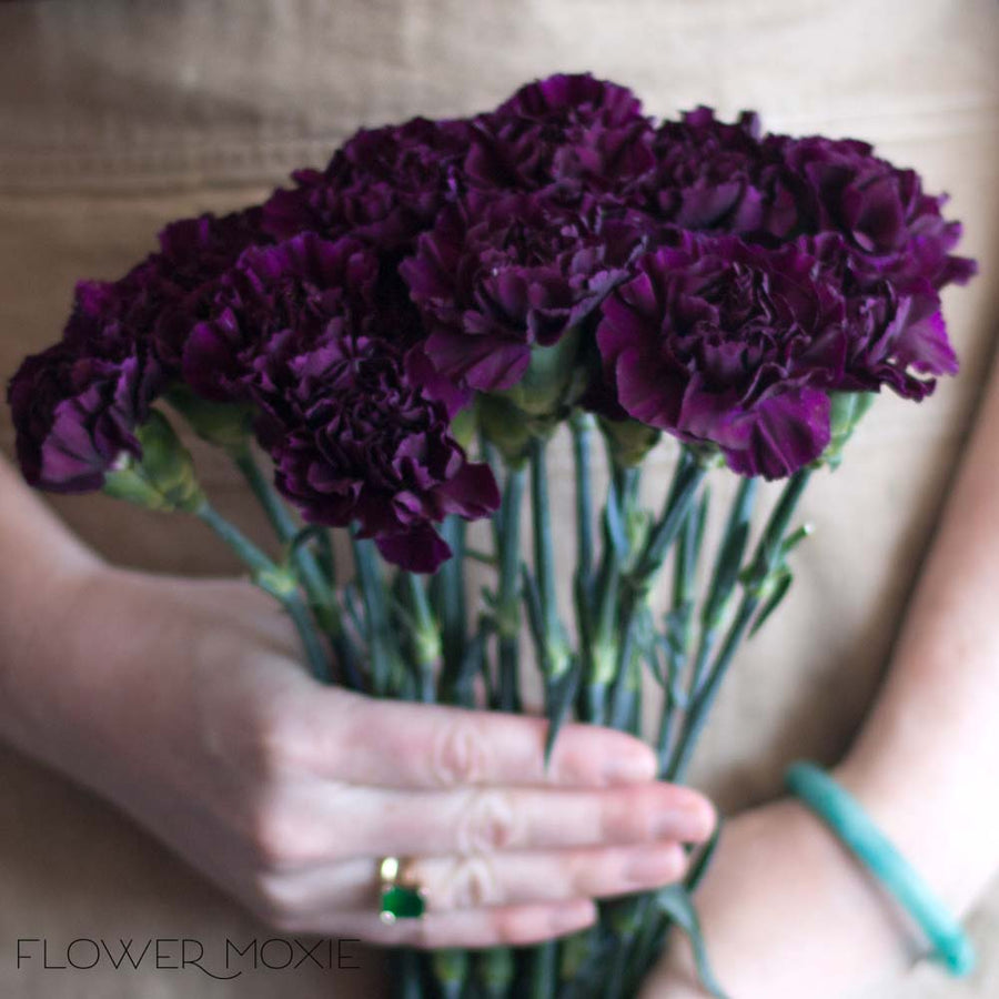 Deep Purple Moonvista Carnation Flowers | Flower Moxie DIY
