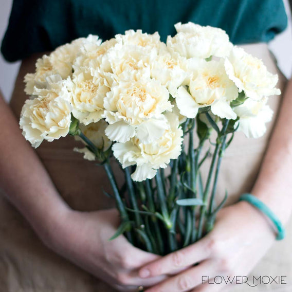 Carnations | Bulk Fresh Wedding Flowers Online – Flower Moxie