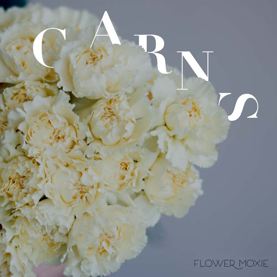 Carnations | Bulk Fresh Wedding Flowers Online – Flower Moxie