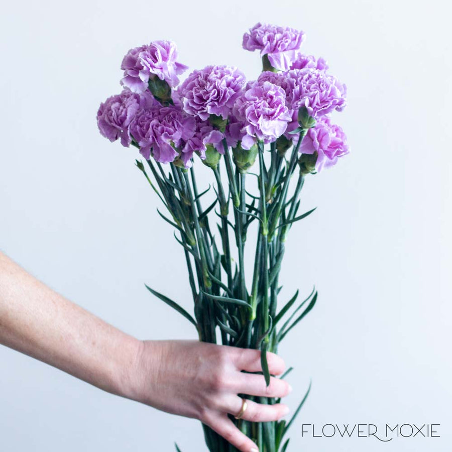 Lavender Carnations | Bulk DIY Wedding Flowers | Flower Moxie
