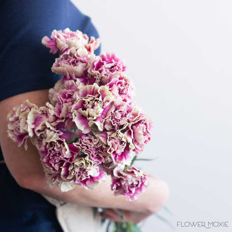 Vintage Pink Carnations | Bulk DIY Wedding Flowers | Flower Moxie