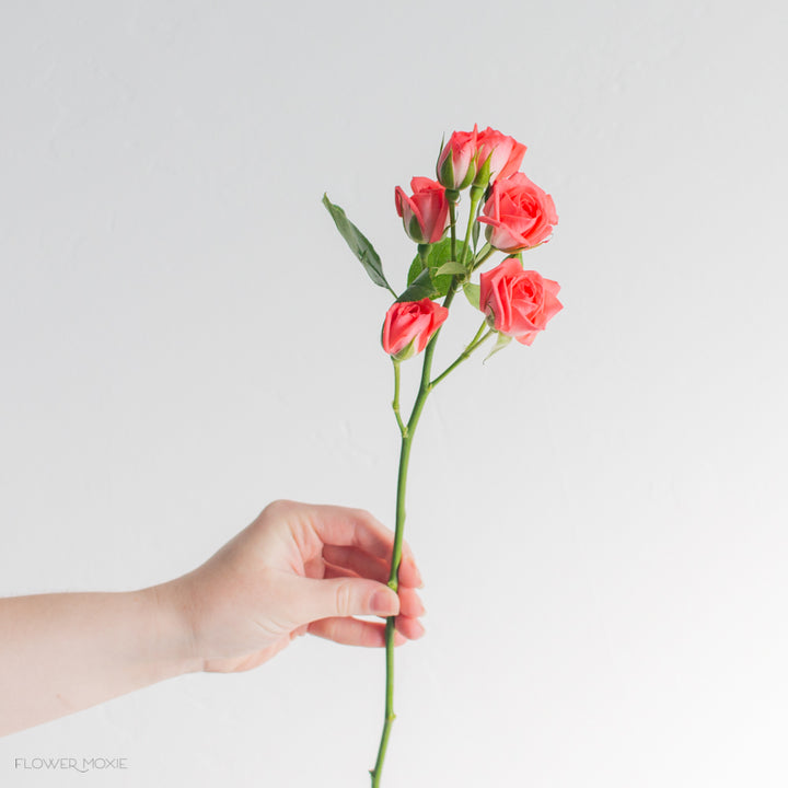 Coral Spray Rose Flower | DIY Wedding Flowers | Flower Moxie