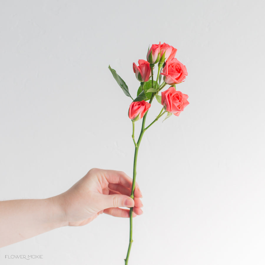 Coral Spray Rose Flower | DIY Wedding Flowers | Flower Moxie