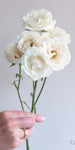 White and Cream Spray Roses | Bulk Wedding Flowers - Flower Moxie