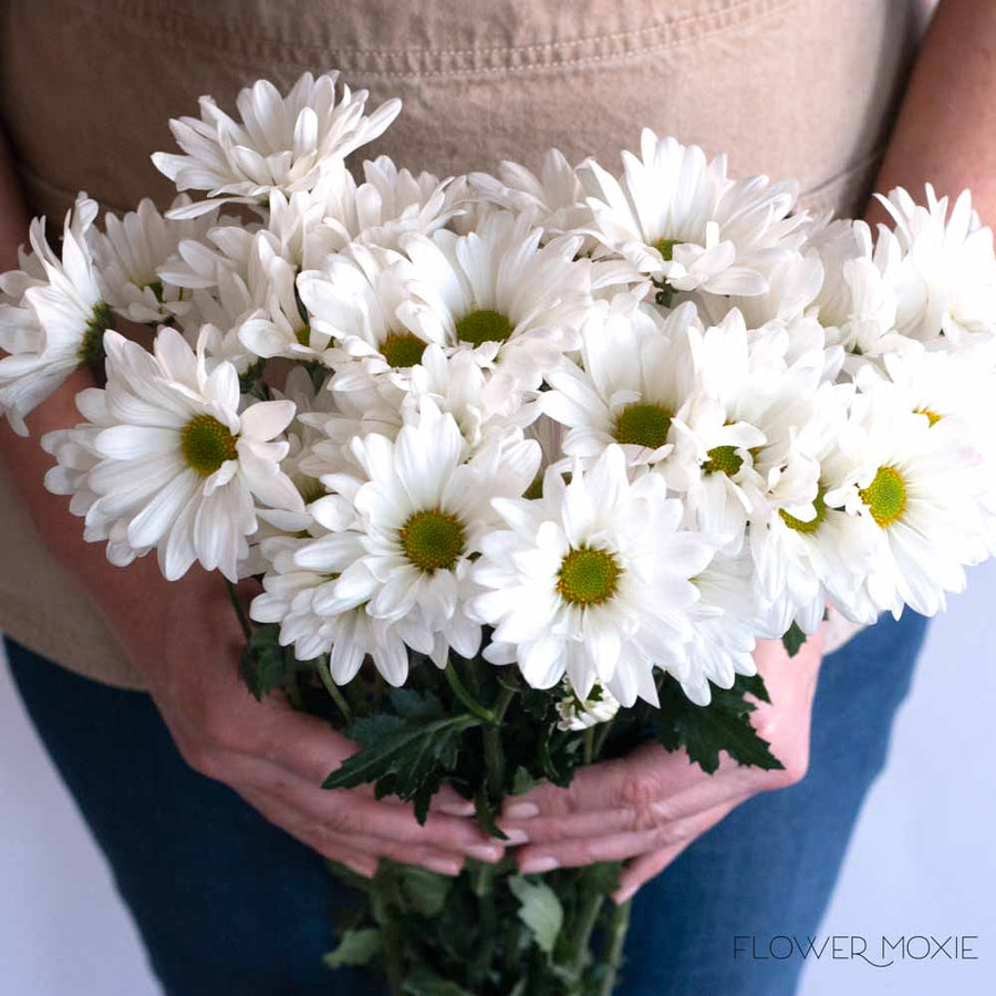 White Daisy Pom Flower | DIY Wedding Flowers | Flower Moxie