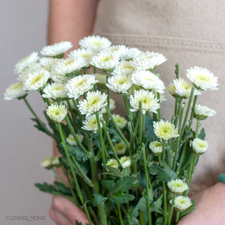 White Button Pom Flower | DIY Wedding Flowers | Flower Moxie