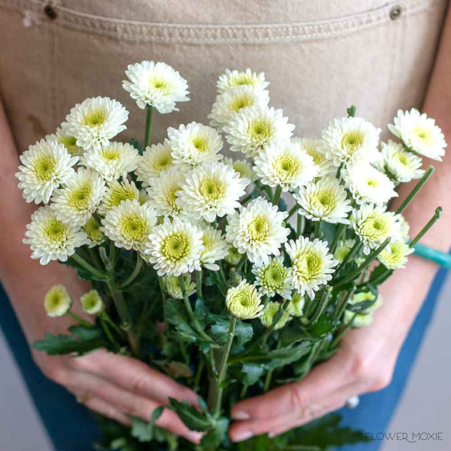White Button Pom Flower | DIY Wedding Flowers | Flower Moxie