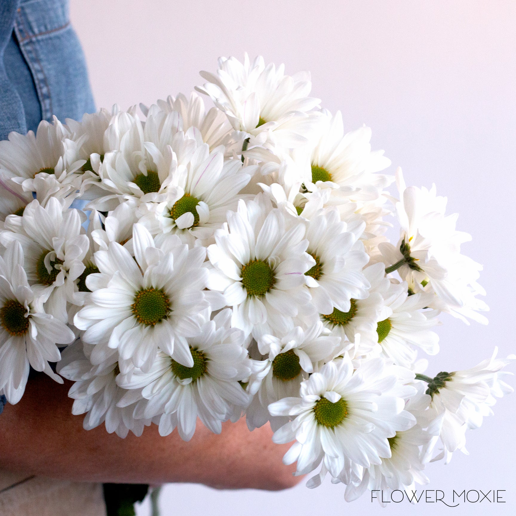 White Daisy Pom Flower | DIY Wedding Flowers | Flower Moxie