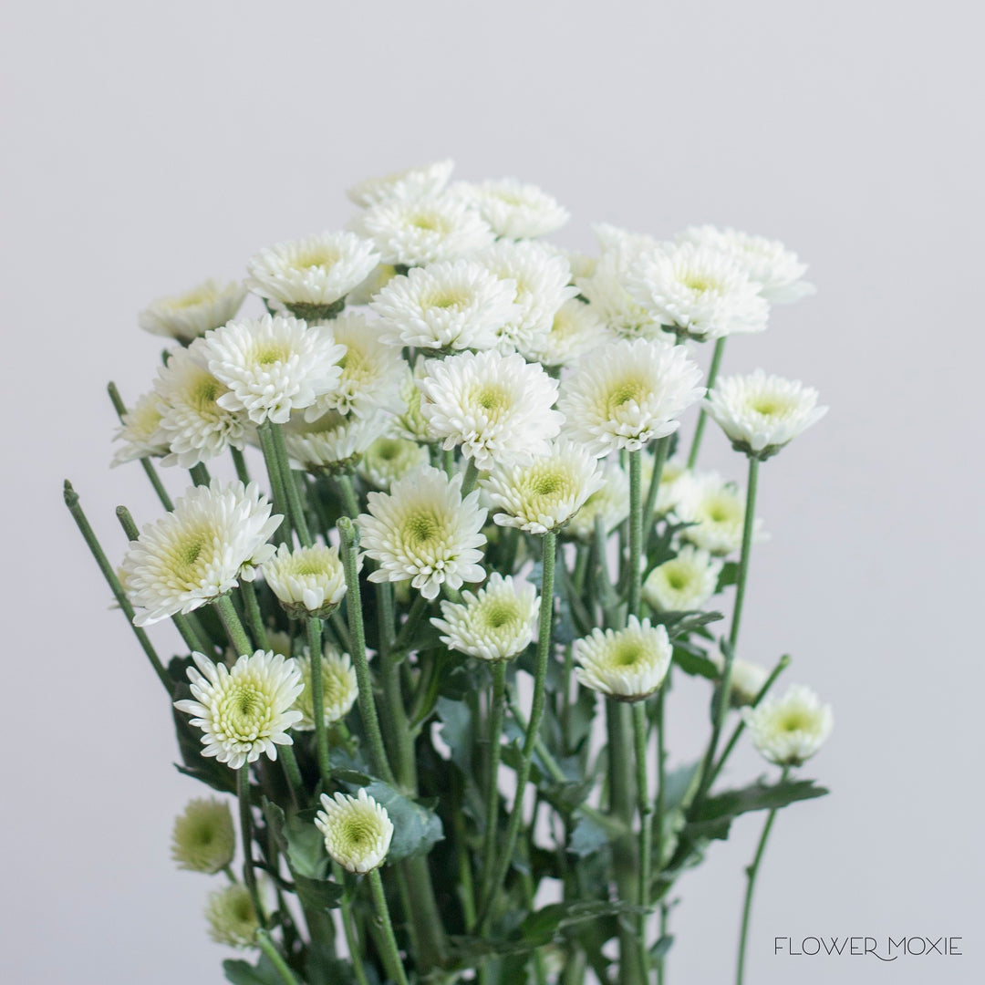 White Button Pom Flower | DIY Wedding Flowers | Flower Moxie
