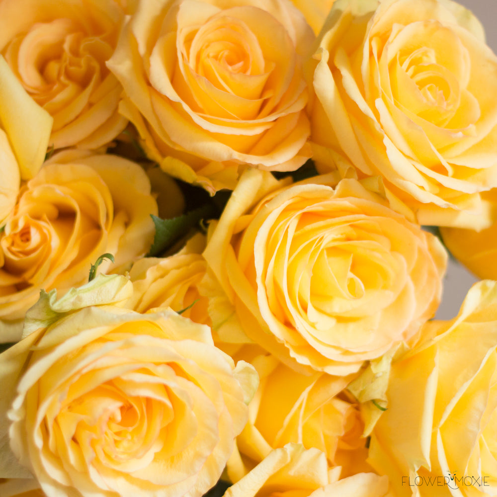yellow small roses