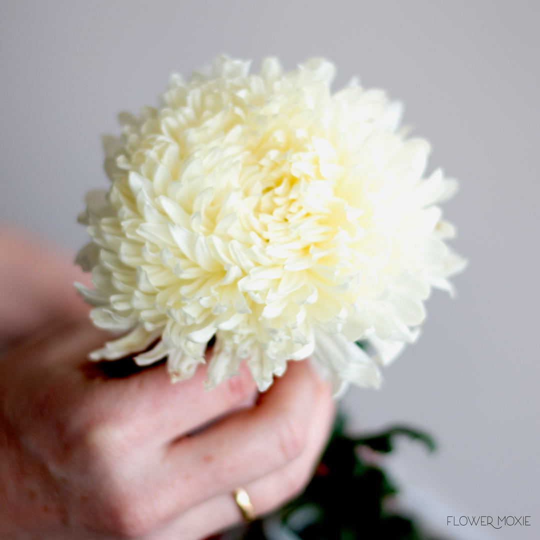 White Football Mum Flower | DIY Wedding Flowers | Flower Moxie
