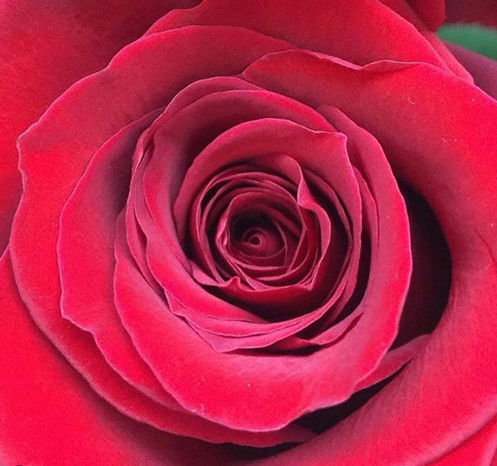 Red Freedom Roses | Bulk Fresh DIY Wedding Flowers | Flower Moxie