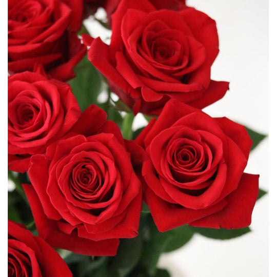 Red Freedom Roses | Bulk Fresh DIY Wedding Flowers | Flower Moxie
