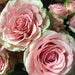 Pink Geraldine Roses | Fresh DIY Wedding Flowers | Flower Moxie