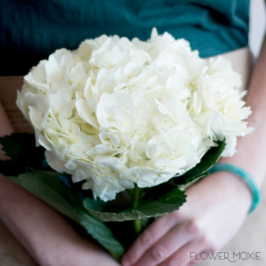 White Hydrangea Flower | Fresh DIY Wedding Flowers | Flower Moxie