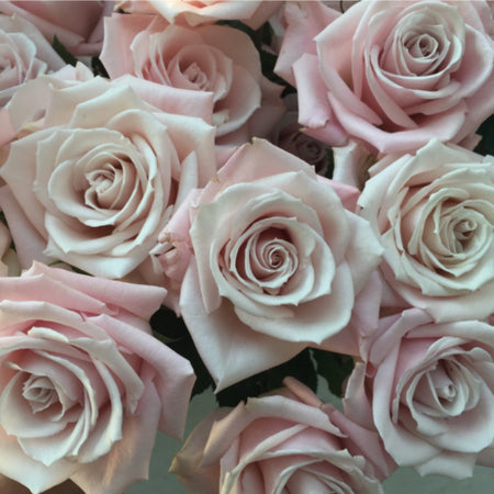 All About Quicksand Roses – Flower Moxie