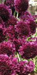 Raspberry Scabiosa Flower | DIY Wedding Flowers | Flower Moxie
