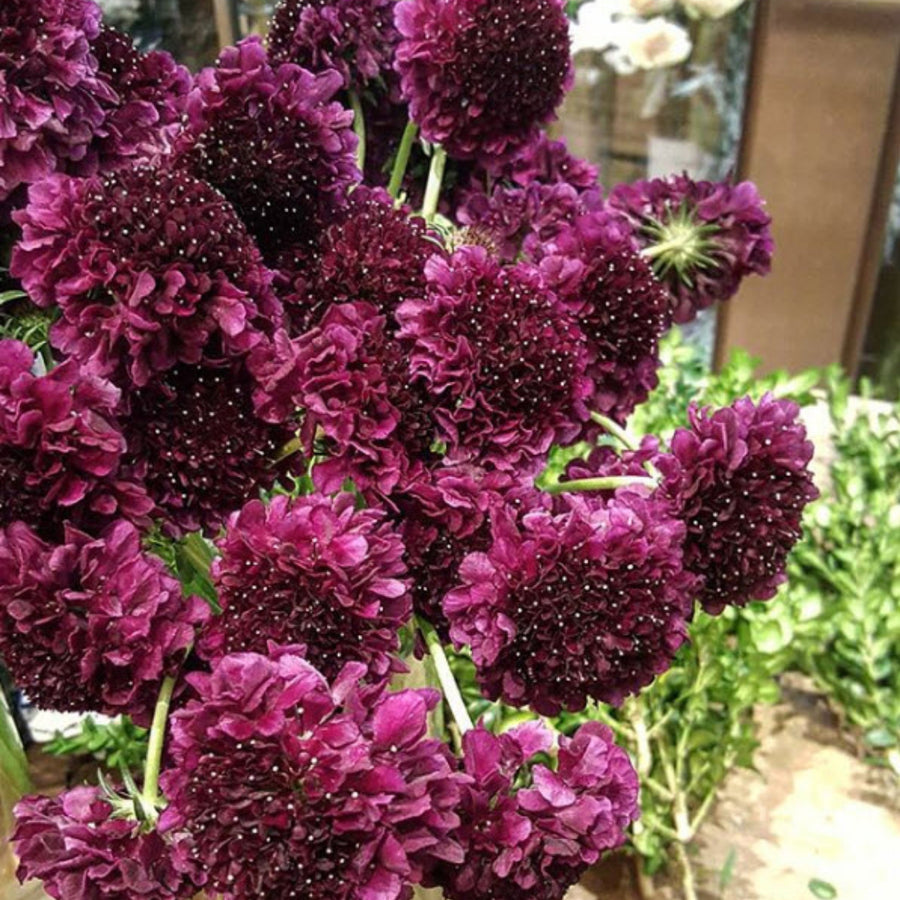 Raspberry Scabiosa Flower | DIY Wedding Flowers | Flower Moxie