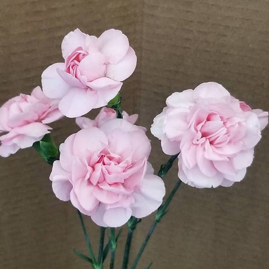 Light Pink Mini Carnations | DIY Wedding Flowers | Flower Moxie
