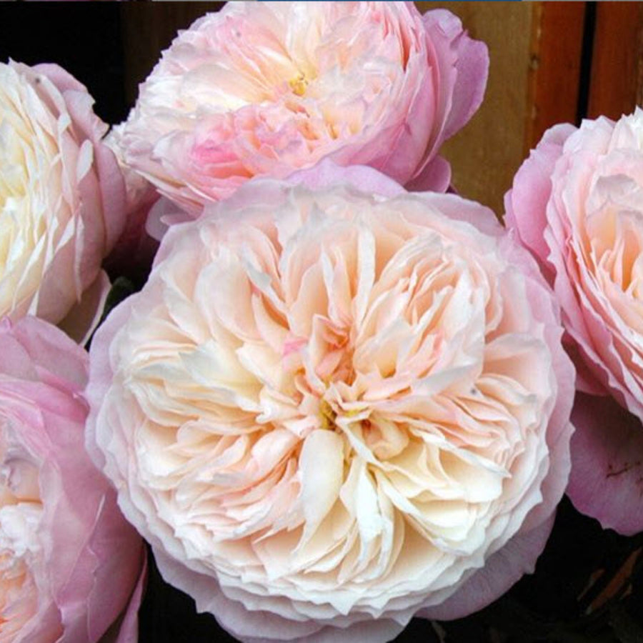 Light Pink Garden Roses | DIY Wedding Flowers | Flower Moxie