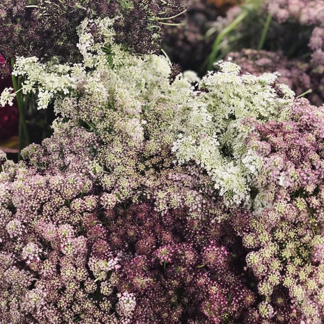 Queen Anne's Lace Flowers | DIY Wedding Flowers | Flower Moxie