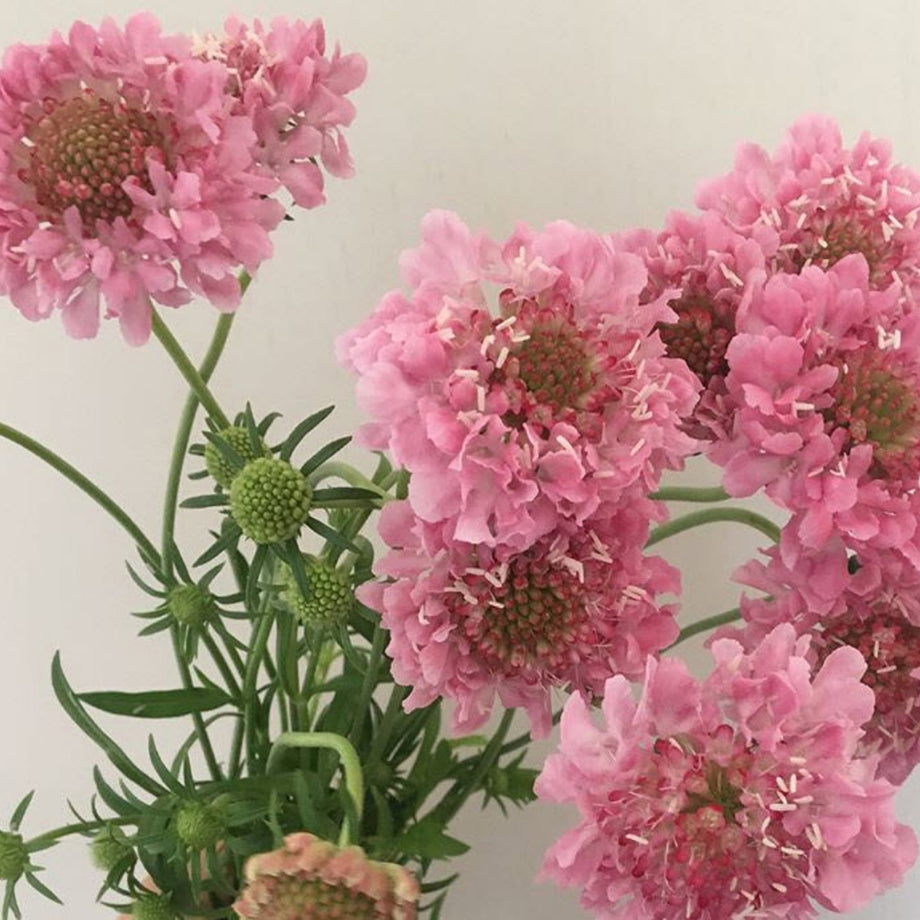 Scabiosa Wedding Flowers | DIY Wedding Flowers | Flower Moxie