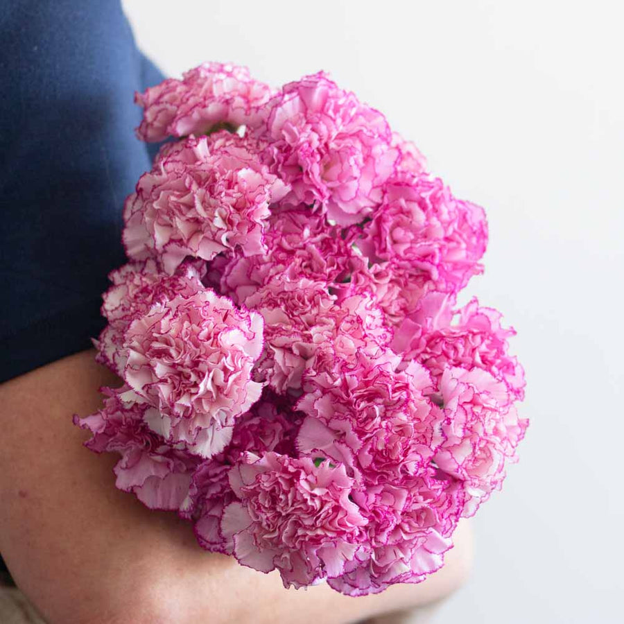 pink carnations