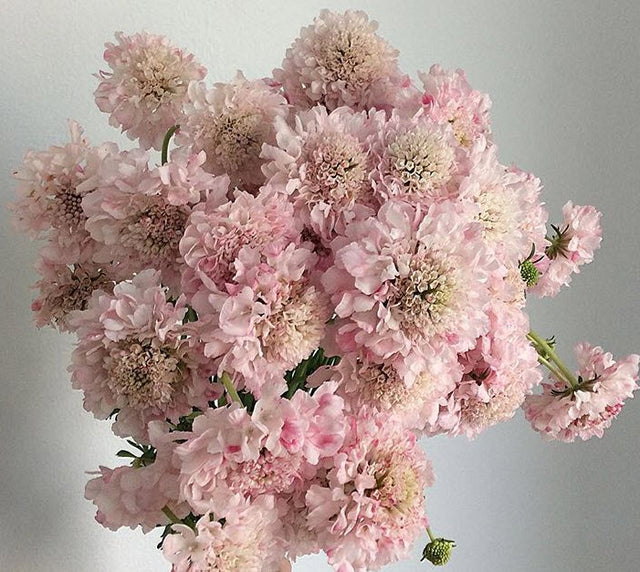 Scabiosa Wedding Flowers | DIY Wedding Flowers | Flower Moxie
