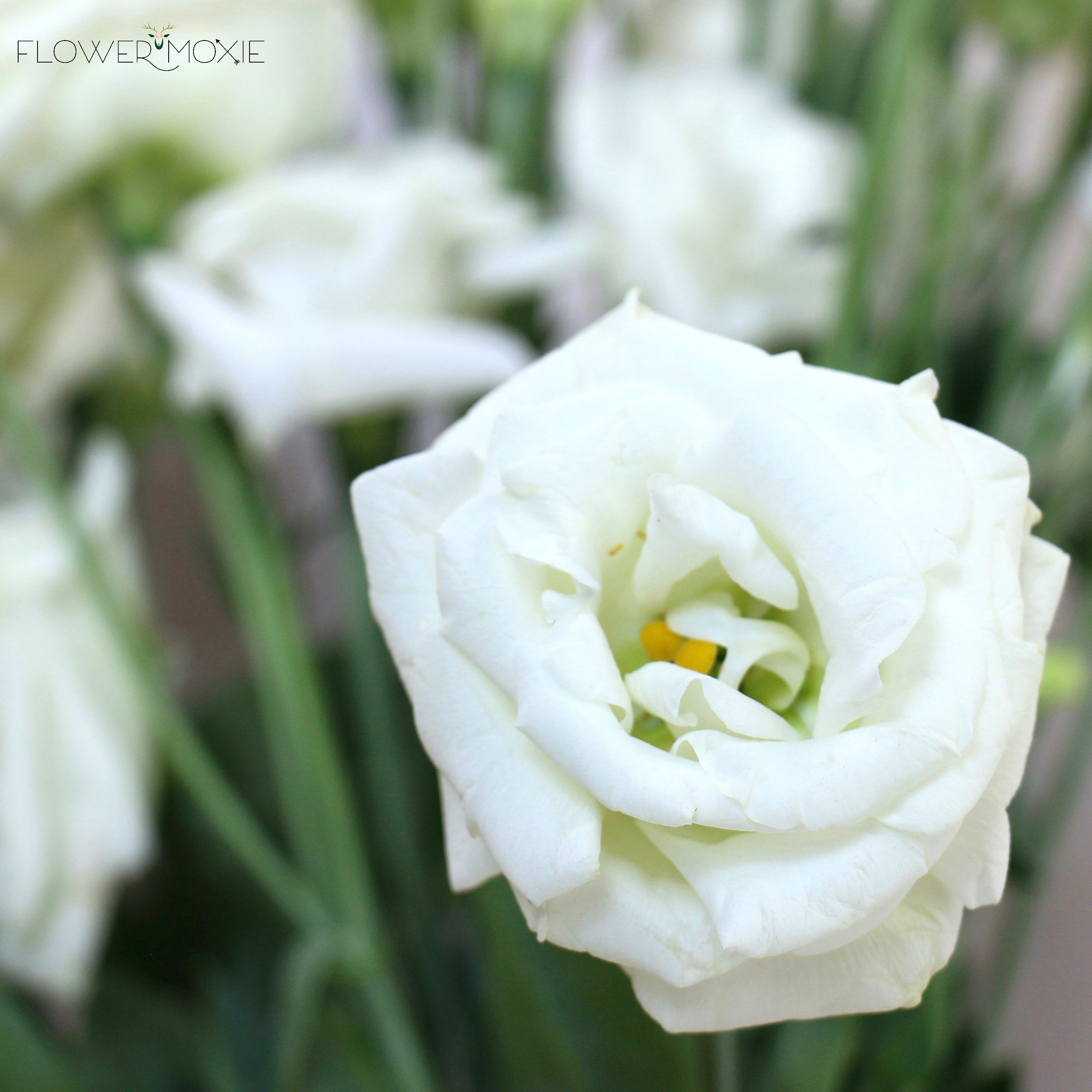 White Lisianthus Flowers | Fresh Wedding Flowers | Flower Moxie