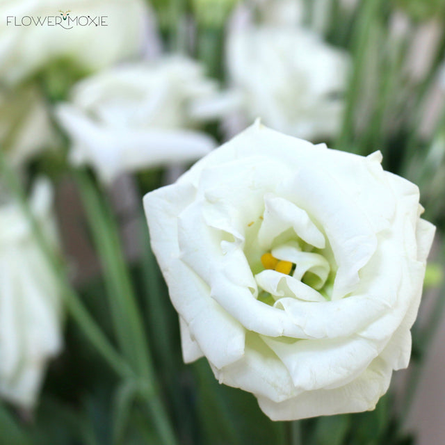 Lisianthus Flowers | Bulk Fresh Wedding Flowers Online | DIY – Flower Moxie