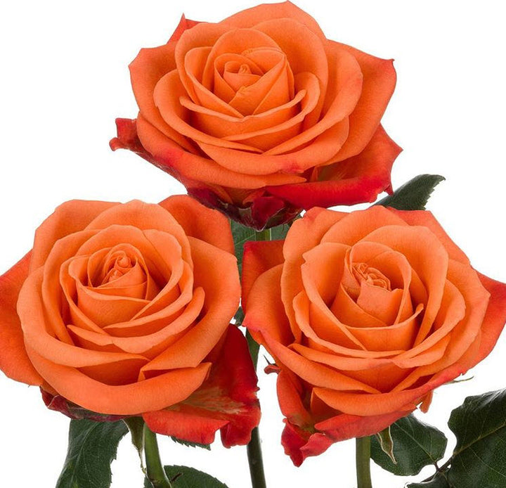 Orange Crush Roses | Bulk Fresh DIY Wedding Flower | Flower Moxie