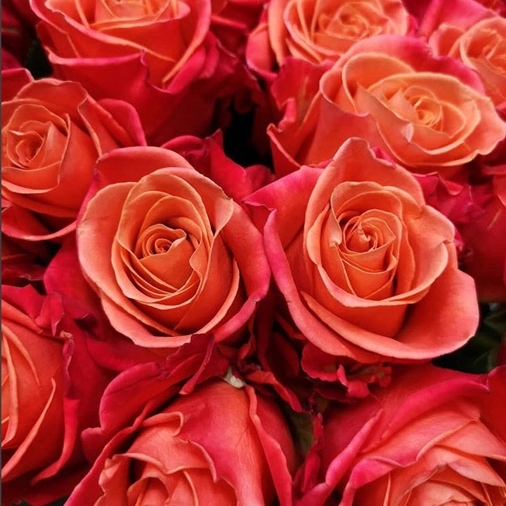 Orange Crush Roses | Bulk Fresh DIY Wedding Flower | Flower Moxie