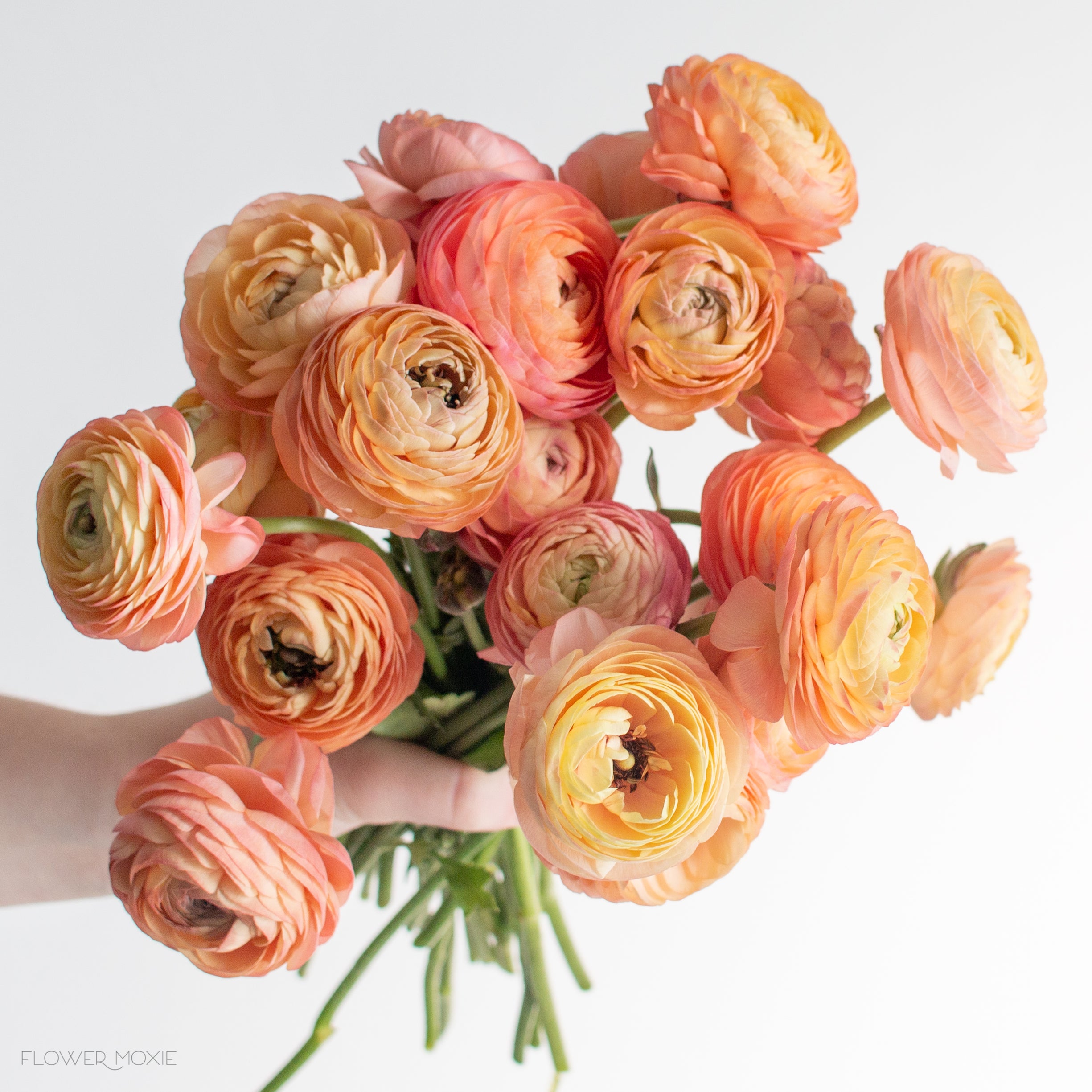 Peach Ranunculus | Bulk Fresh DIY Wedding Flowers | Flower Moxie