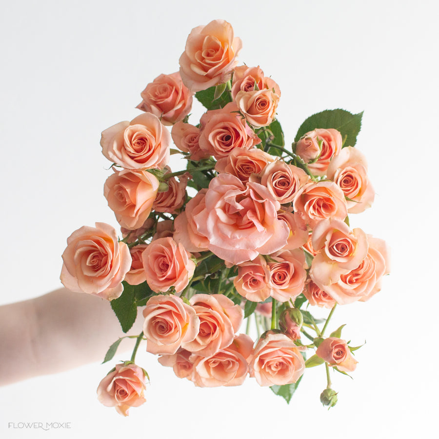 Peach Spray Rose Flower | DIY Wedding Flowers | Flower Moxie
