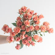 Peach Spray Rose Flower | DIY Wedding Flowers | Flower Moxie