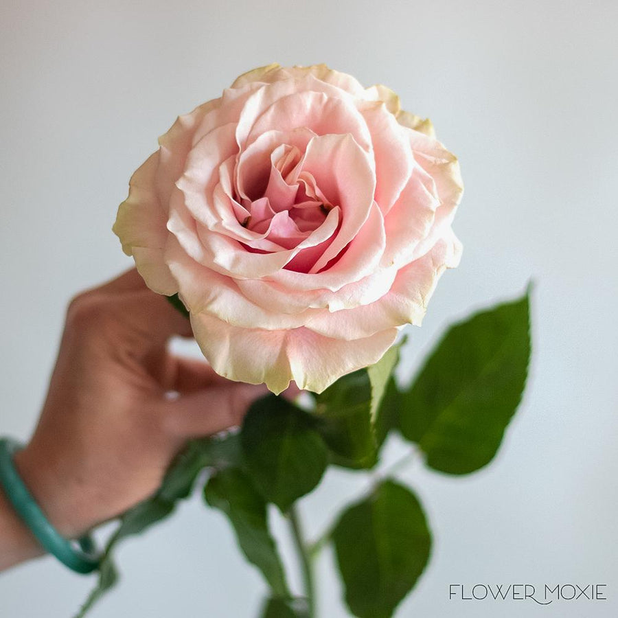 Soft Pink Mondial Roses | Bulk DIY Wedding Flowers | Flower Moxie