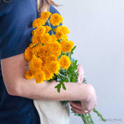 Yellow Button Pom Flower | DIY Wedding Flowers | Flower Moxie