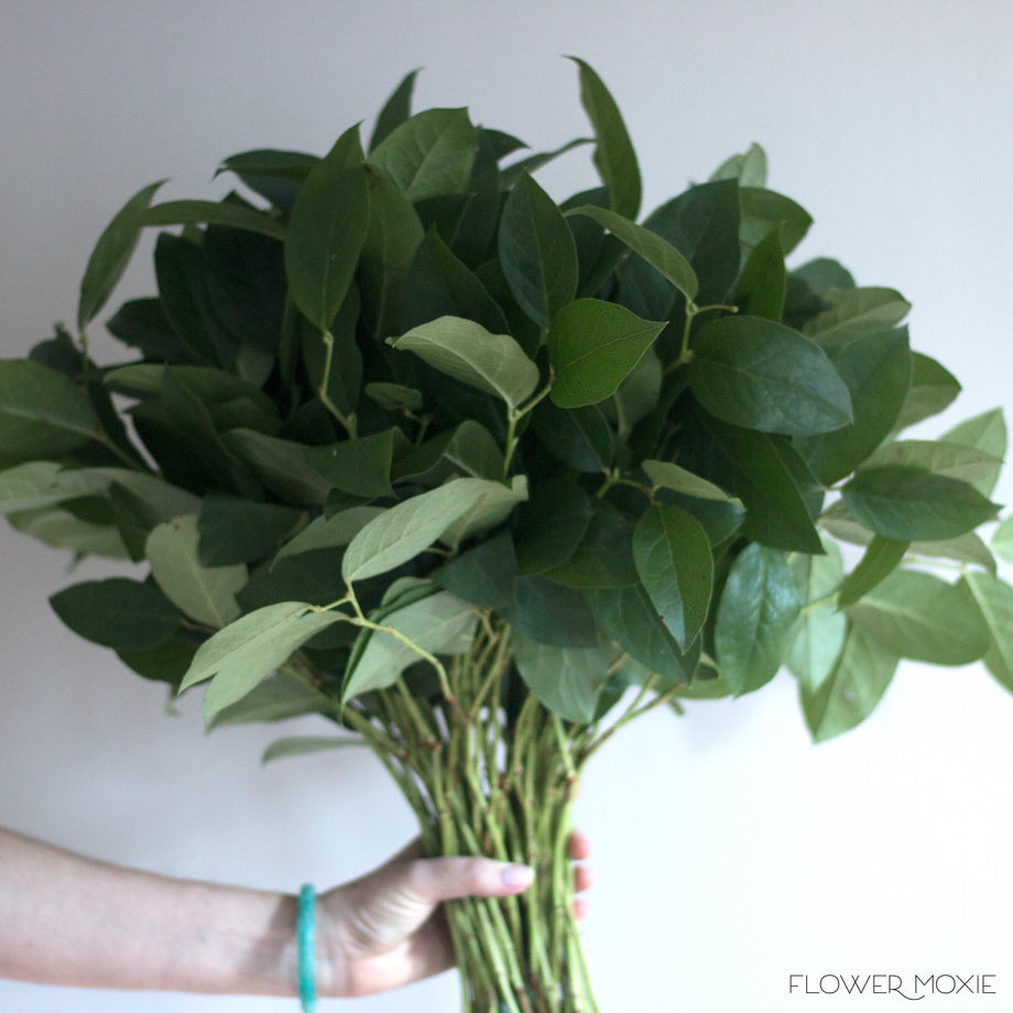 Bulk Dark Greenery | True Dark Green | DIY Wedding Flowers – Flower Moxie