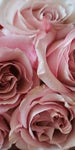 Pink Secret Garden Roses | DIY Wedding Flowers | Flower Moxie