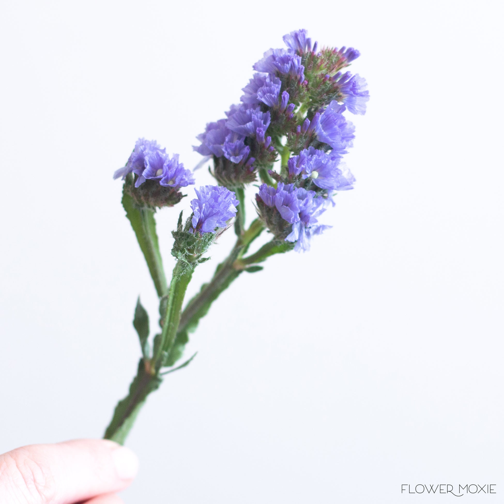 Blue Statice Flower | DIY Wedding Flowers | Flower Moxie
