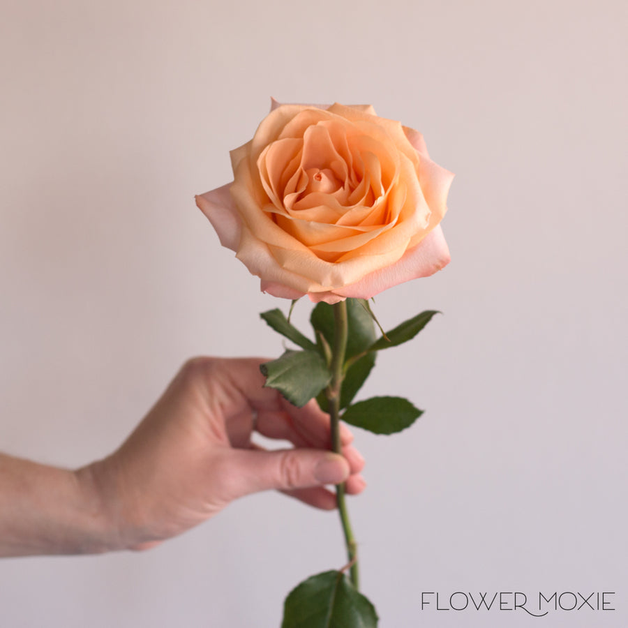 Peach Tiffany Roses | Fresh DIY Wedding Flowers | Flower Moxie